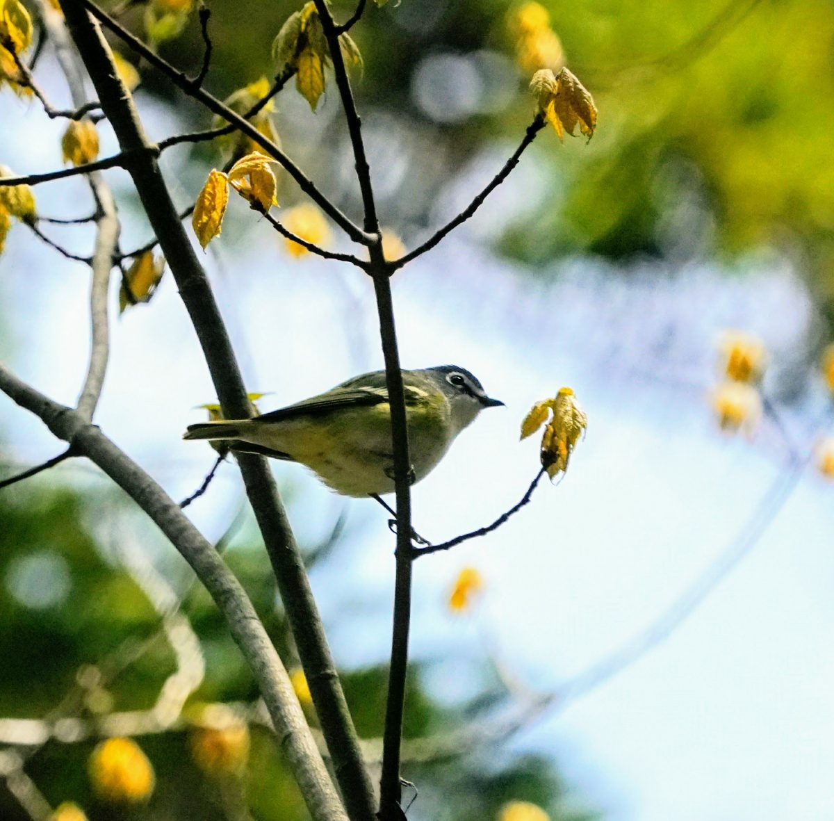 With Spring Comes Migrating Birds to FBC Properties - Frenchman Bay ...