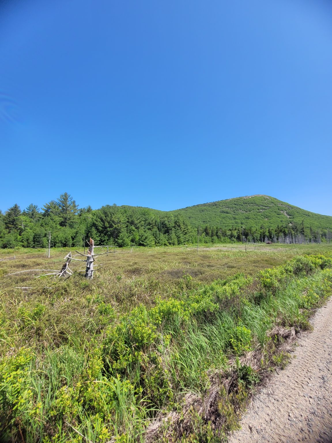 Schoodic Bog: A Taste of the Northwoods - Frenchman Bay Conservancy