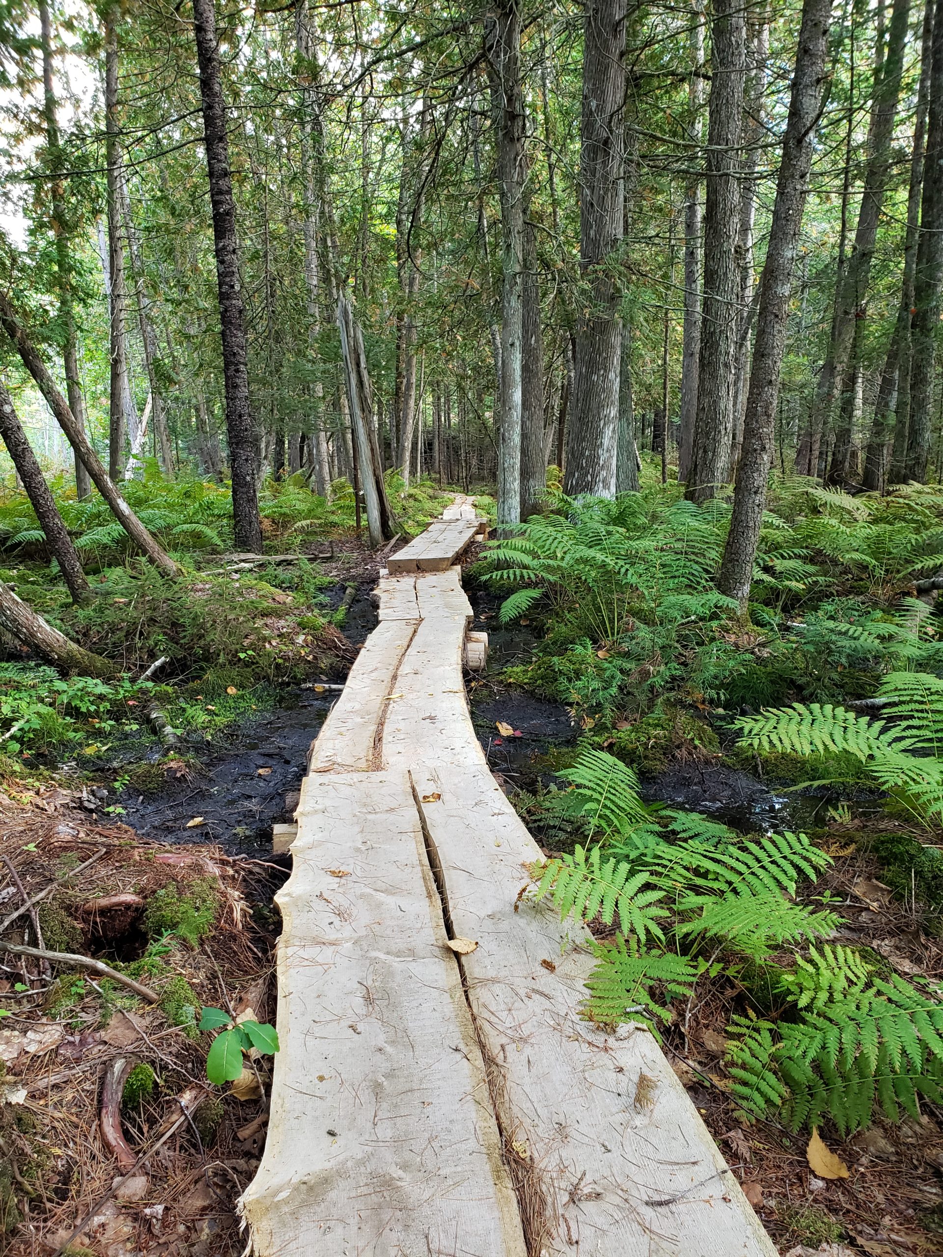 Fern Walk at Simon Trail Preserve - Frenchman Bay Conservancy