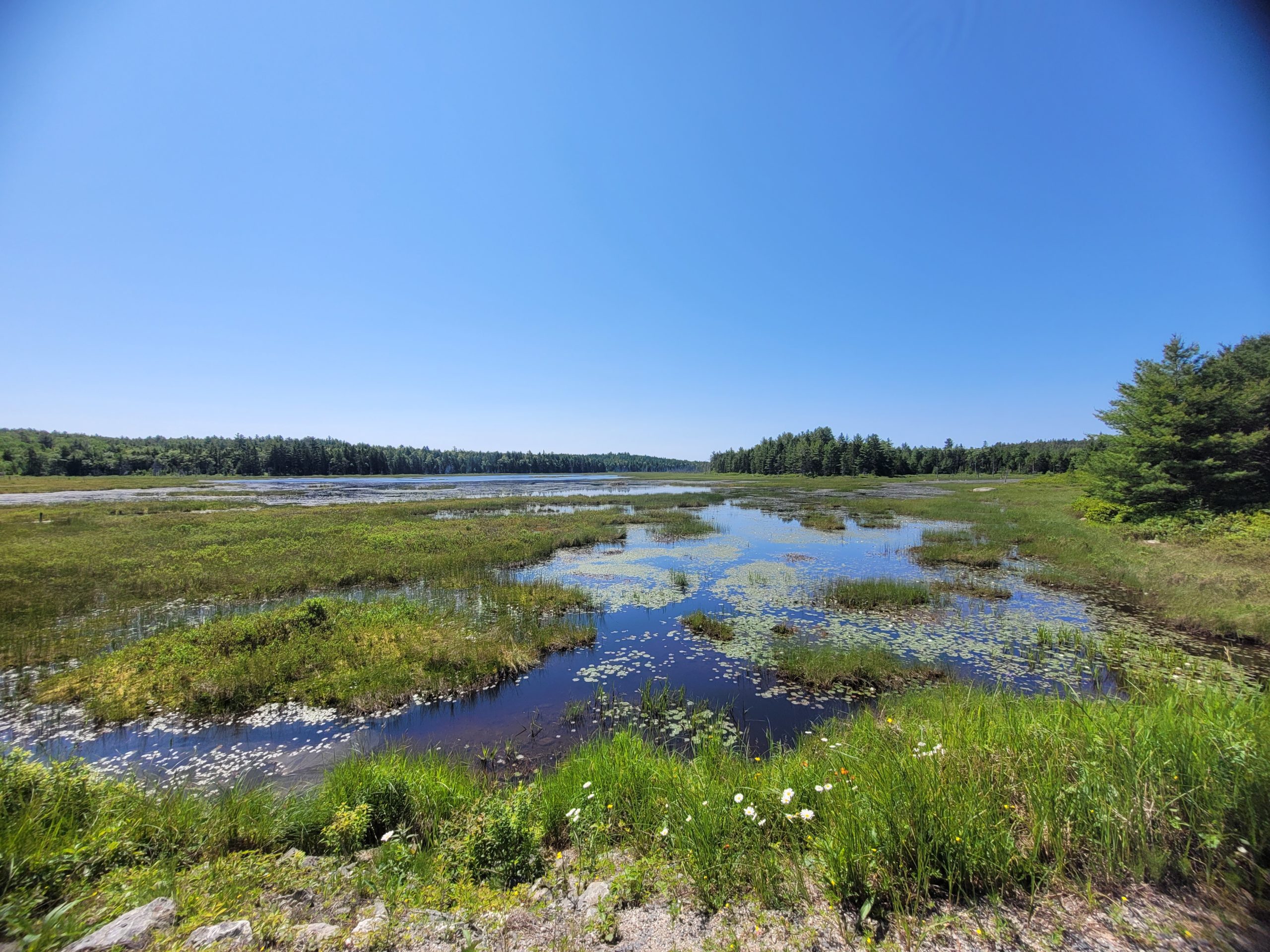 Community Hike at Schoodic Bog Preserve - Frenchman Bay Conservancy