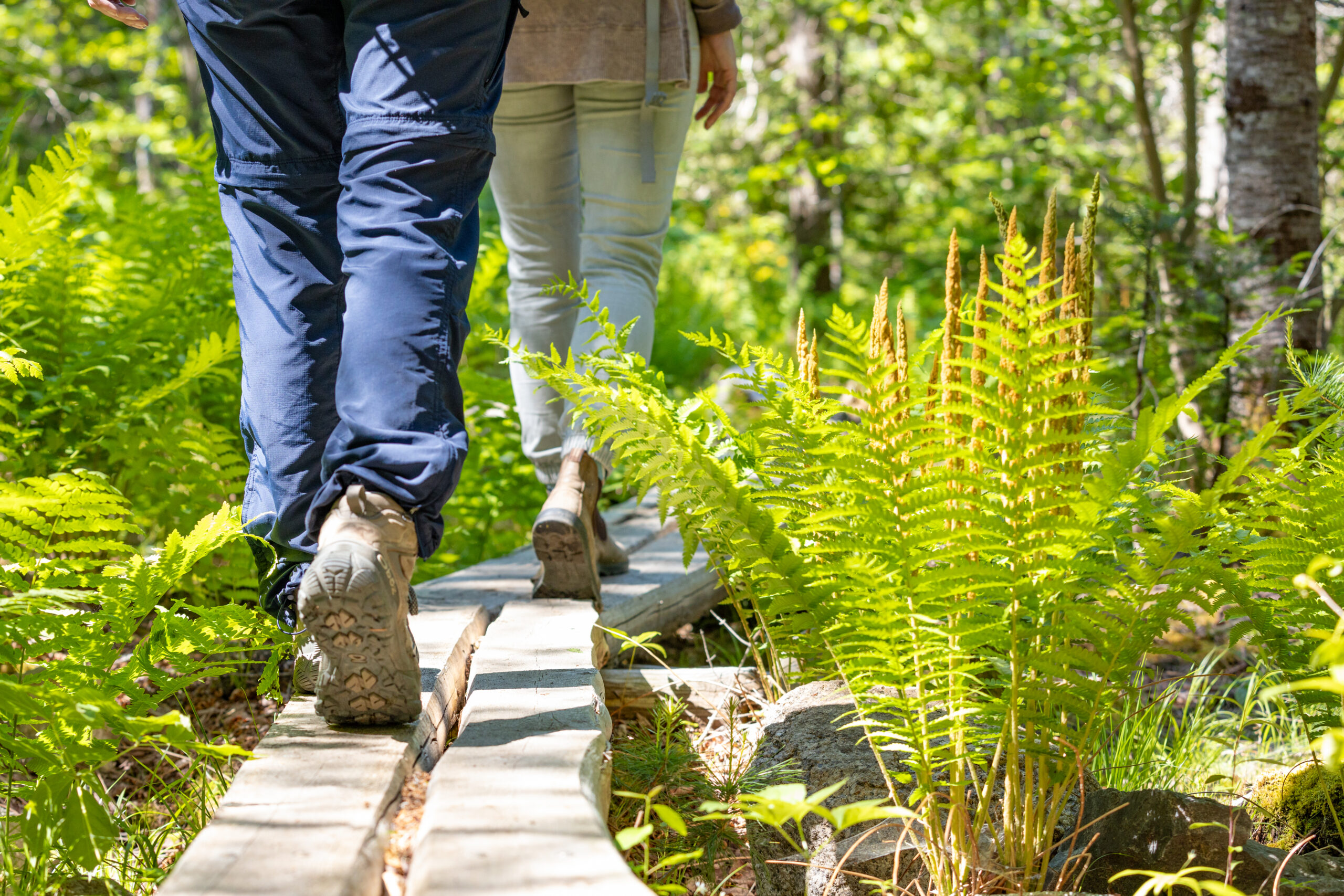 FBC Trail Explorer Passport - 2025 - Frenchman Bay Conservancy